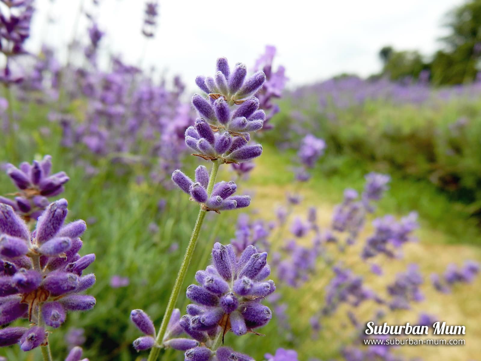 An afternoon at Mayfield Lavender | Suburban Mum
