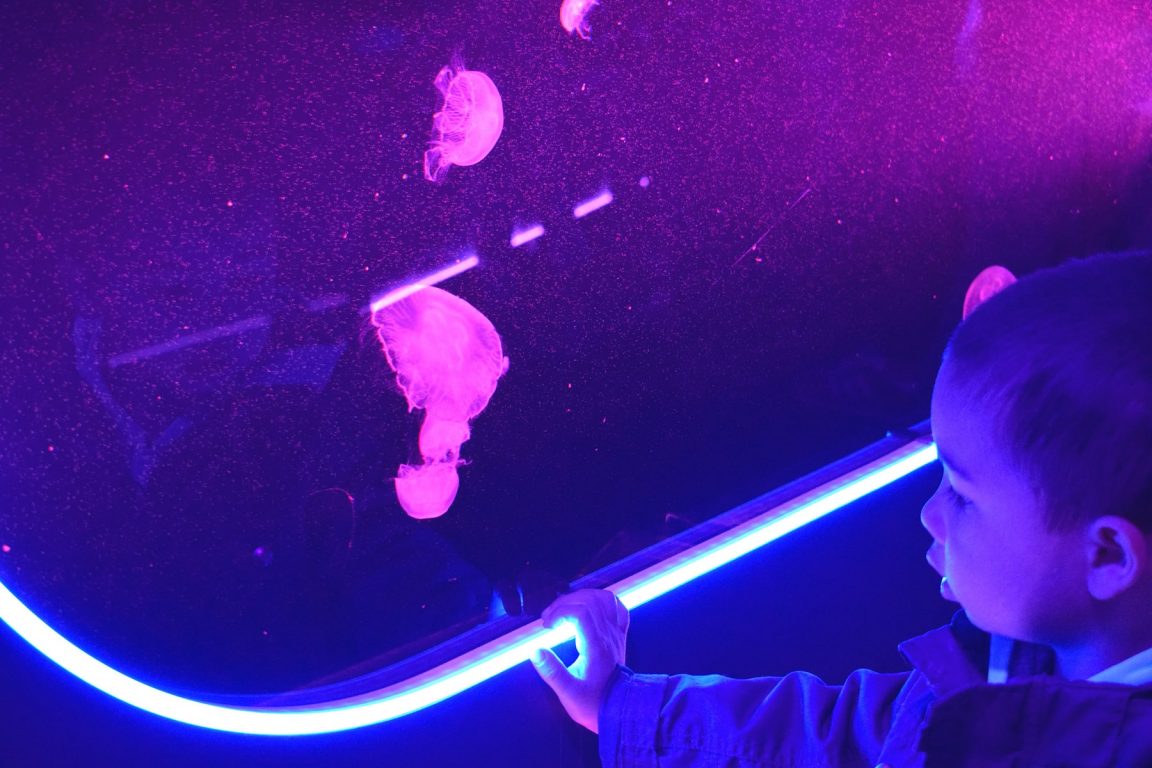 How to set up a freshwater aquarium with your kids | Suburban Mum