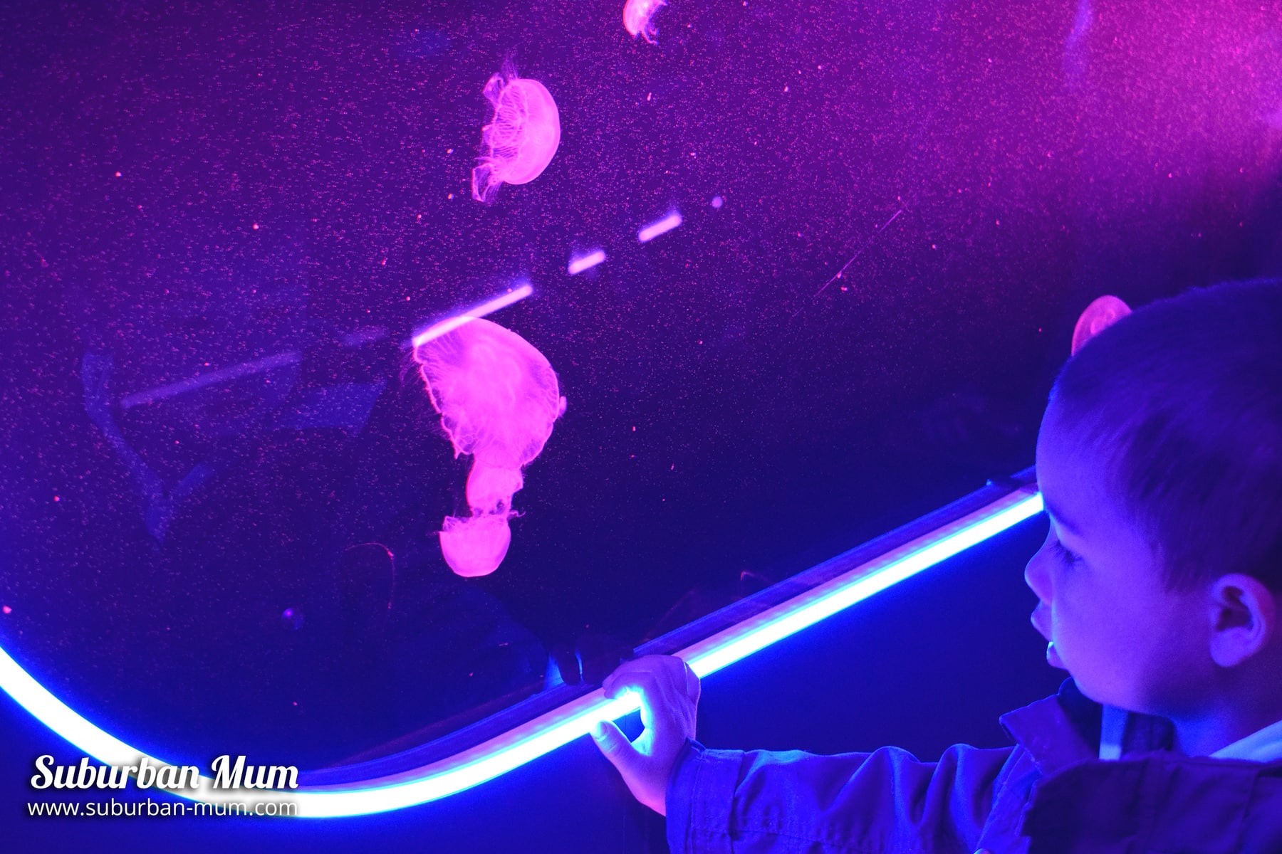 Ocean Invaders at SEALIFE London Aquarium | Suburban Mum