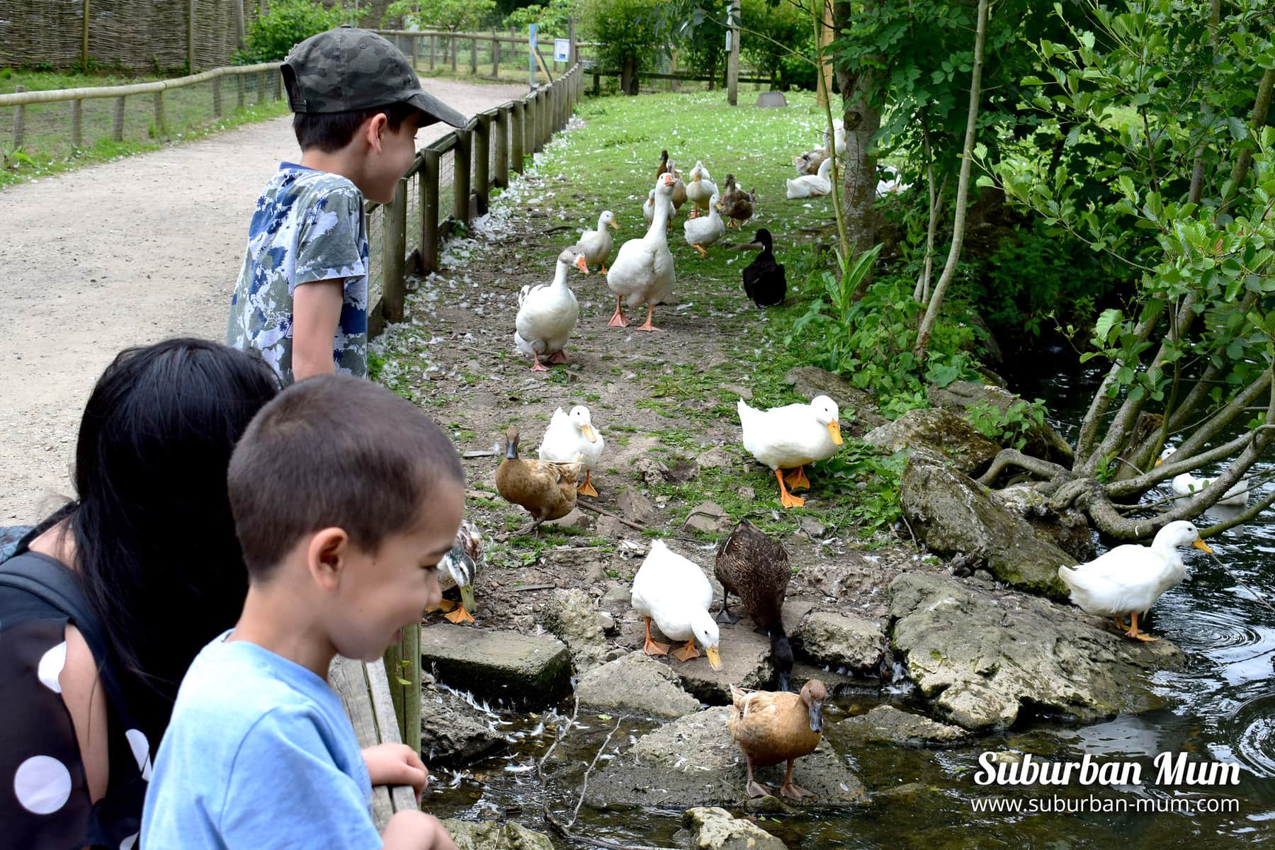 Our visit to Godstone Farm | Suburban Mum