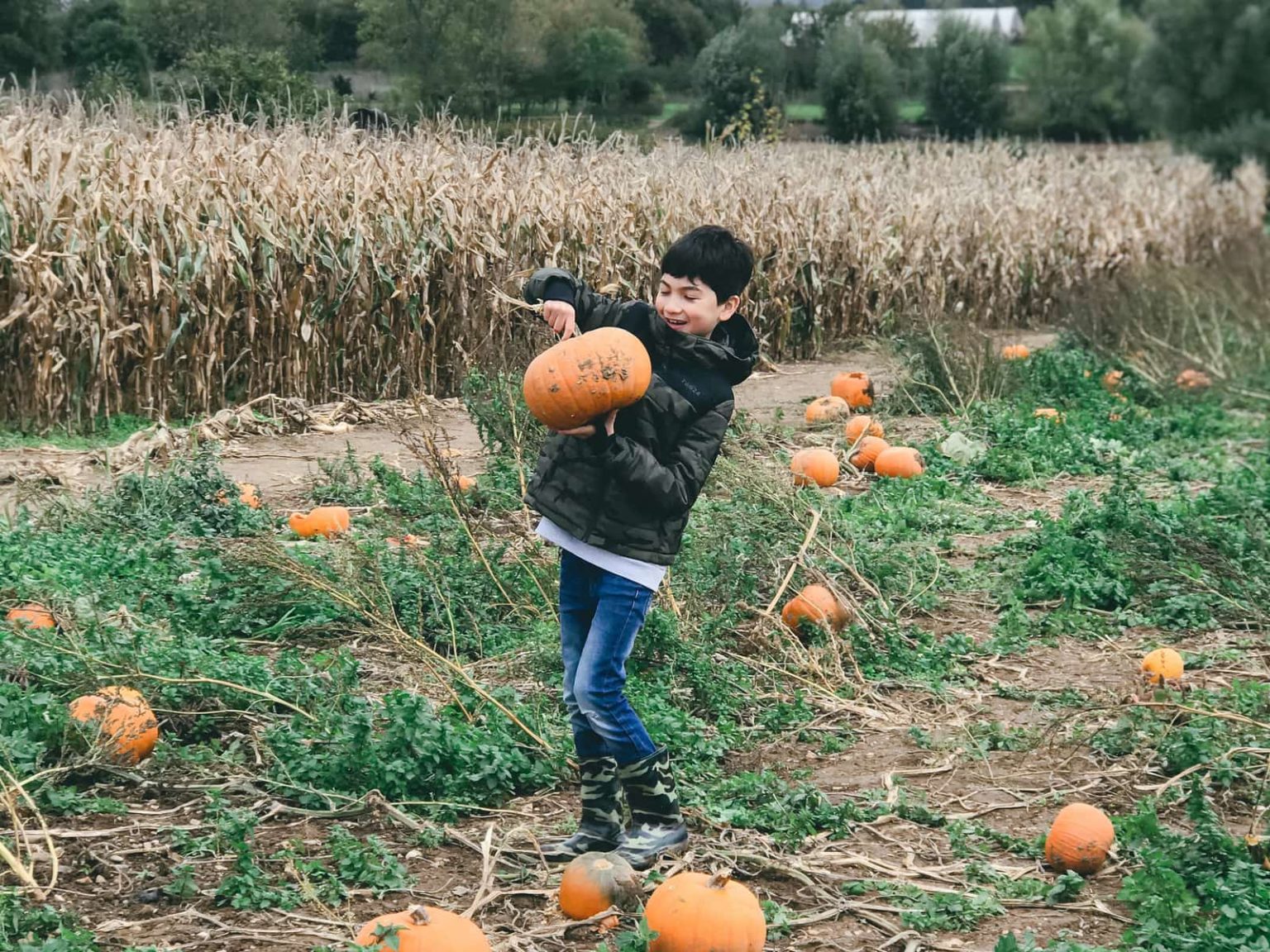 4 places to go Pumpkin Picking in Surrey